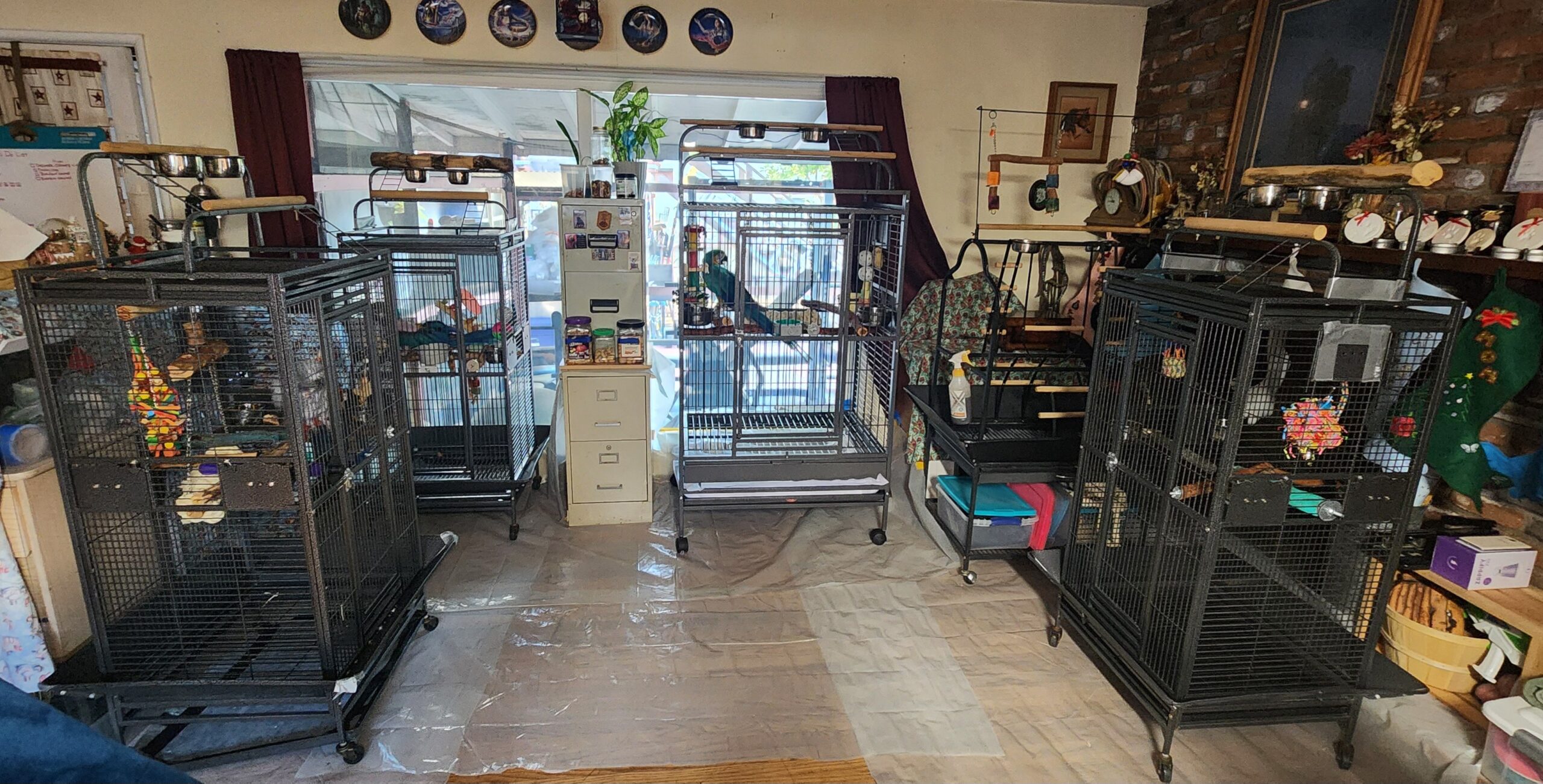 Best Practices for Cleaning Bird Cages - Whispering T Angel Wings Inc